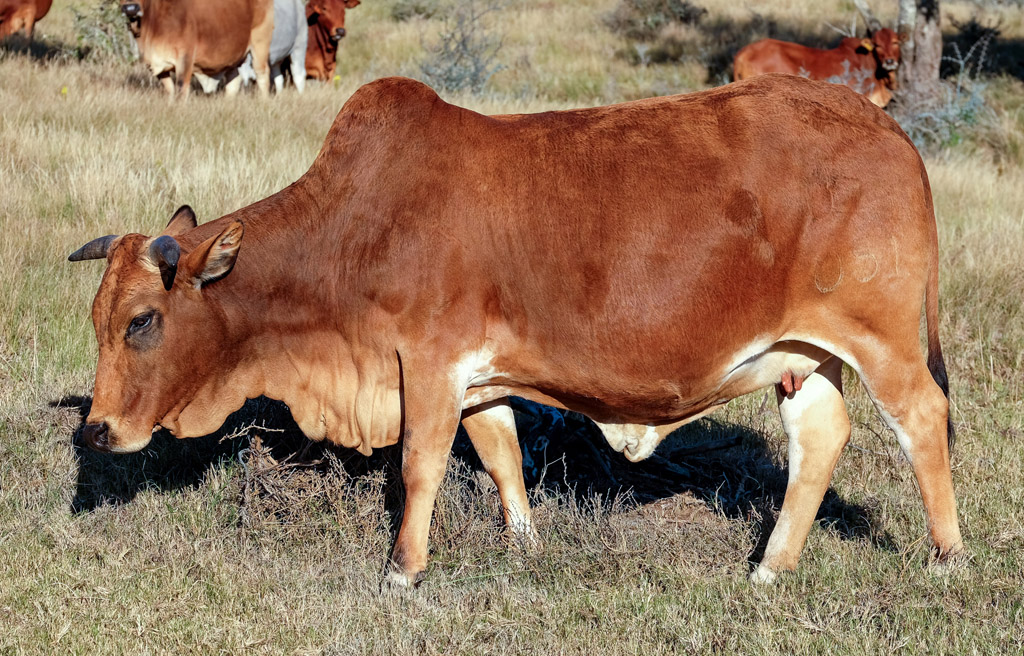 DE LA VIDA BORAN CATTLE | BORGEN B07-051